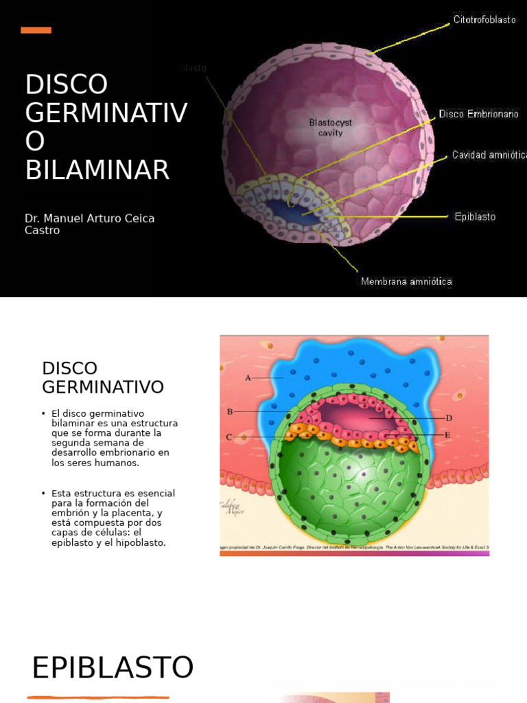 Disco Germinativo Bilaminar e Inicio de Gastrulación | PDF | Embrión ...
