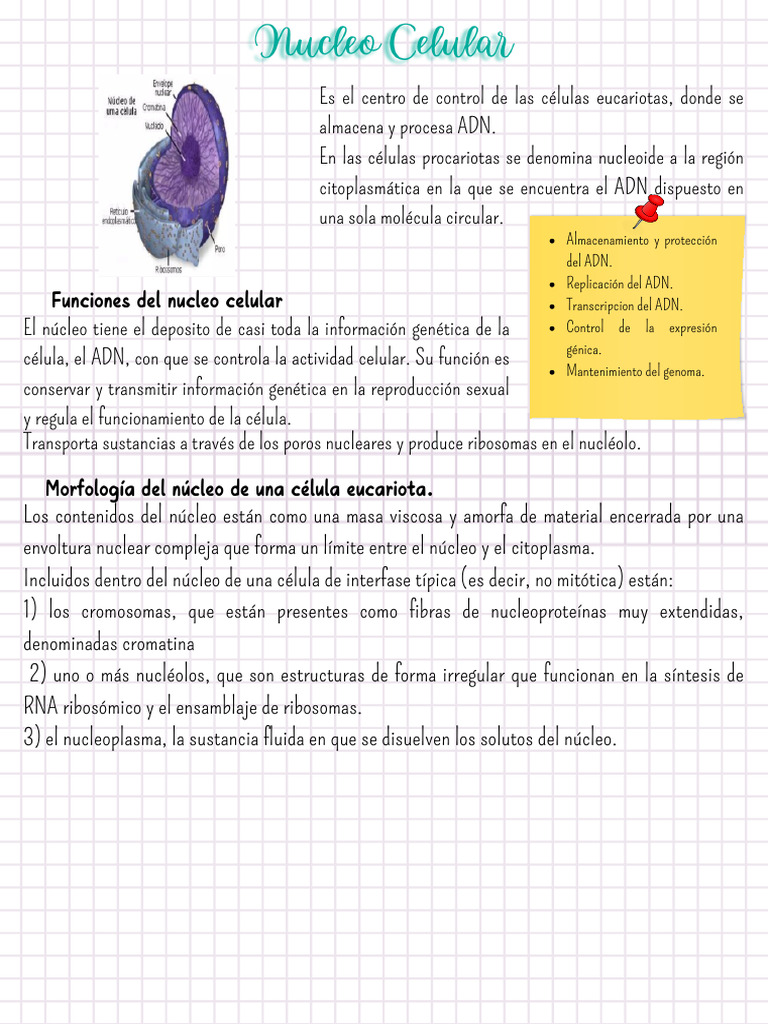 Funciones y Estructura del Núcleo Celular | PDF | Nucleo celular ...