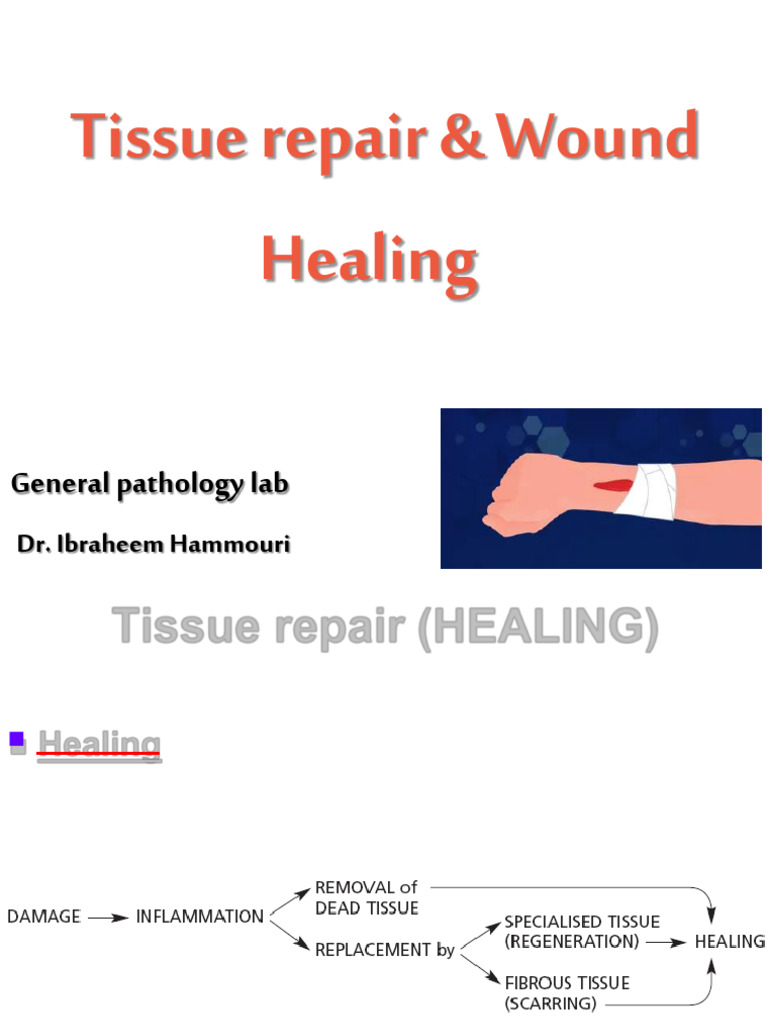 Tissue Repair and Wound Healing Overview | PDF | Wound Healing | Scar