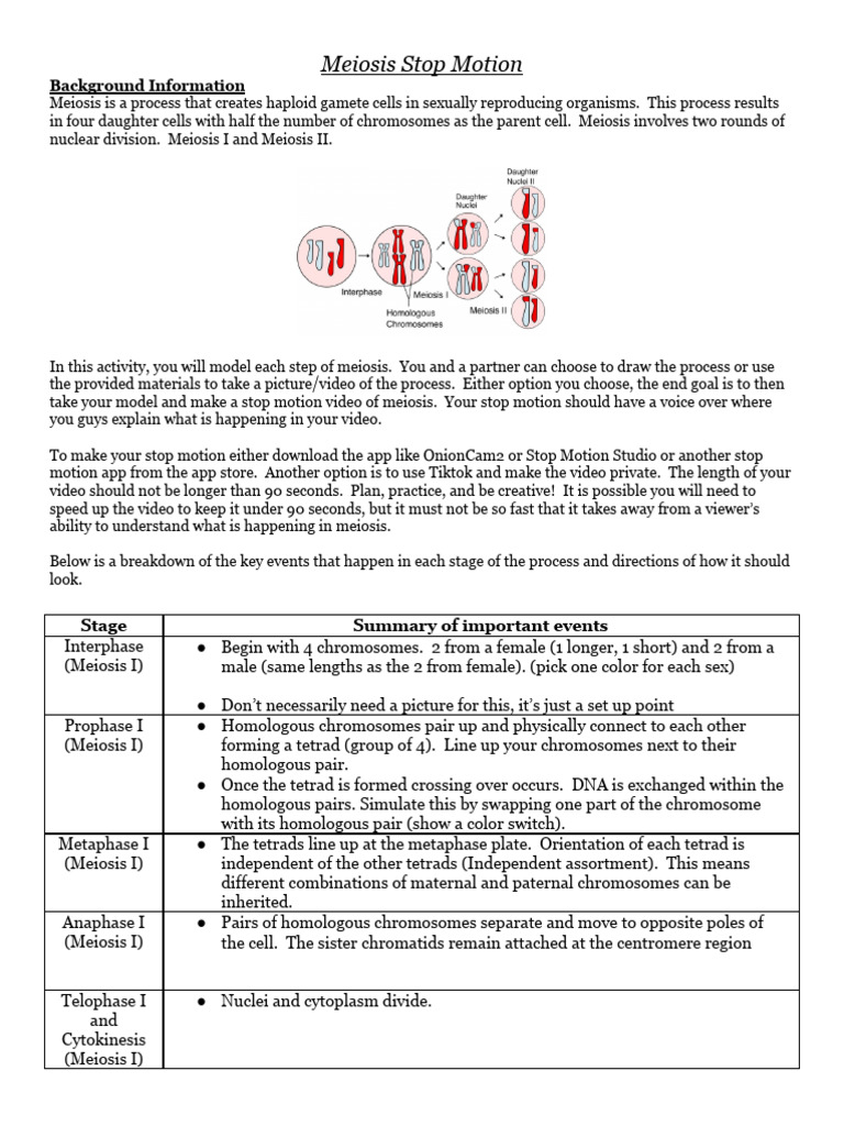 Stop Motion Meiosis Project Guide | PDF | Meiosis | Cell Biology