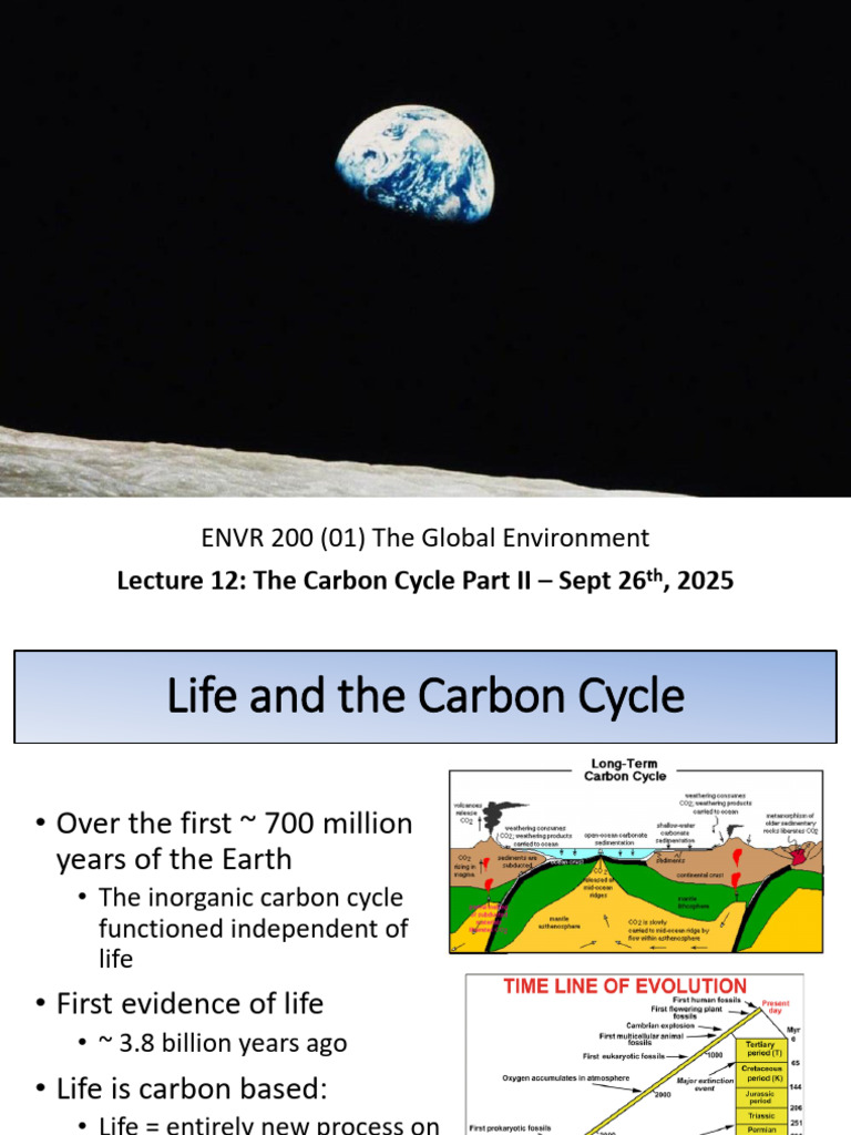 Understanding the Carbon Cycle | PDF