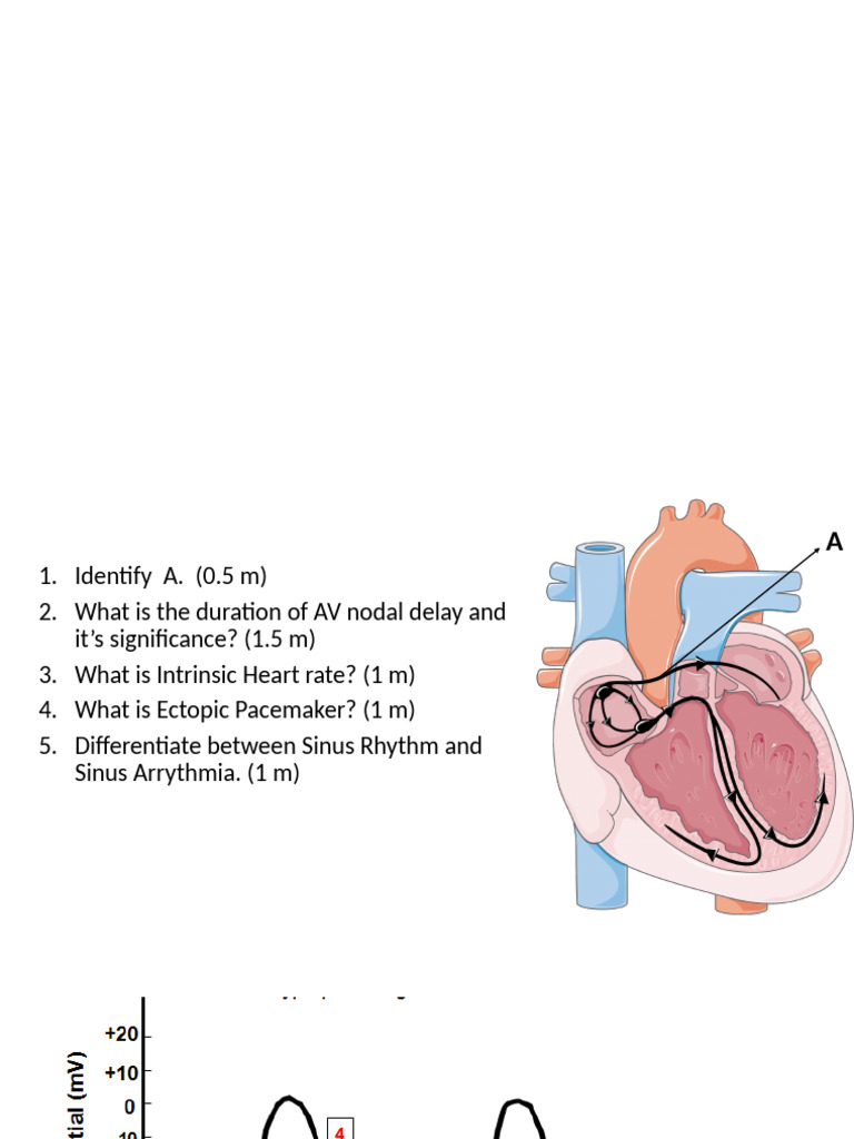 CVS Charts | PDF | Blood Pressure | Hypertension