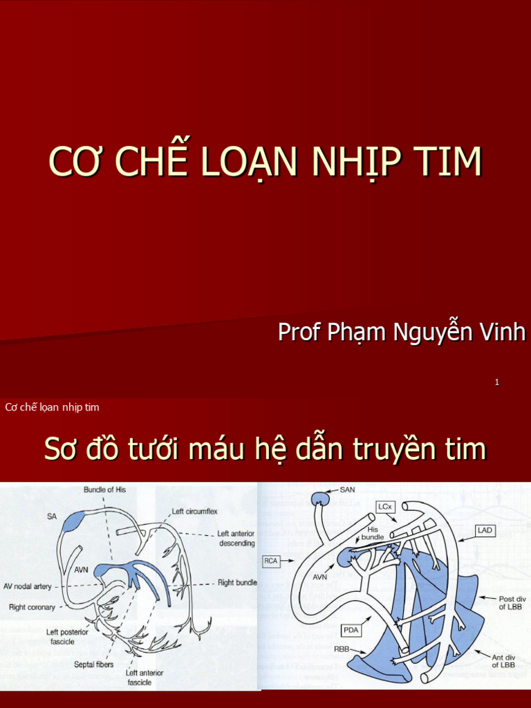 Co Che Loan Nhip Tim | PDF