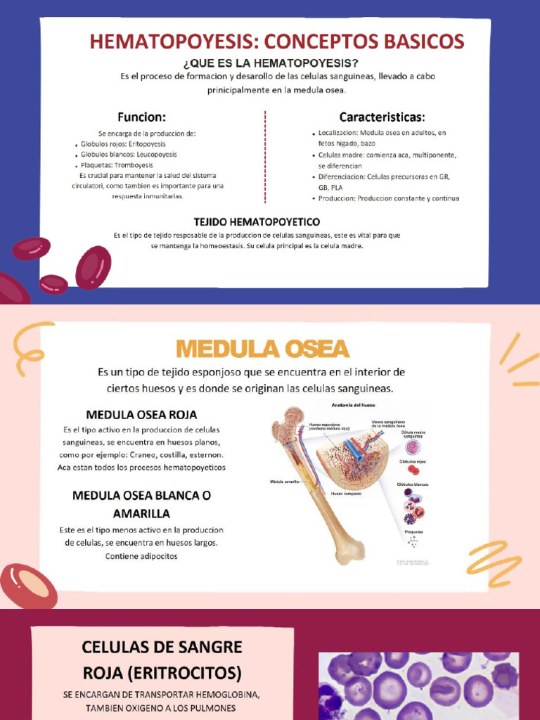 Seminario Hematopoiesis Fisiologica - 2do Med Secc 02 - Marzo 2025 (2).PDF | PDF | Alergia ...