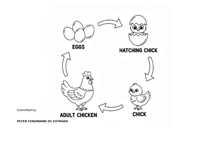 Life Cycle Chicken | PDF