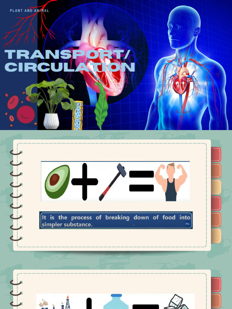 Circulatory System 2 1 | PDF
