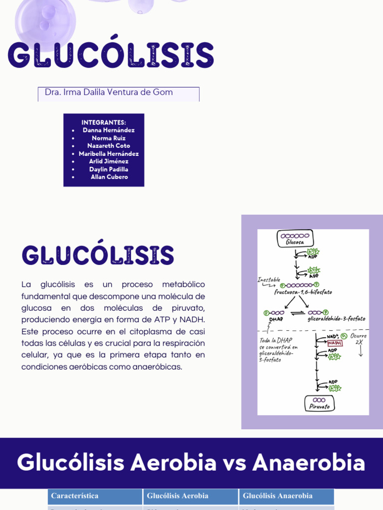 Glucólisis: Proceso y Funciones Clave | PDF | Glucólisis | Angiogénesis