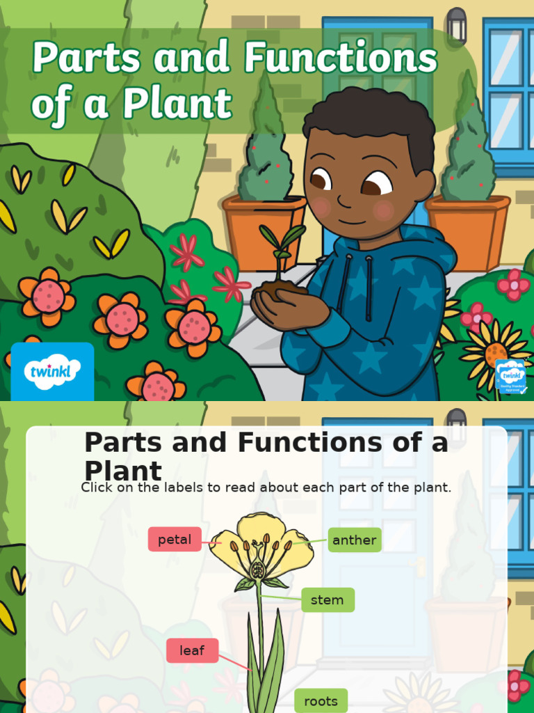 Parts of a Plant Powerpoint 1 Ver 4 (2) | PDF