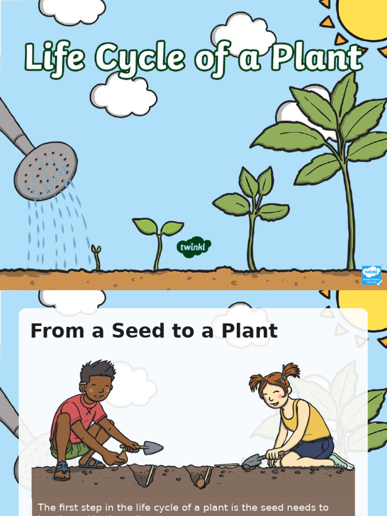 Us t 2546339 Life Cycle of a Plant Powerpoint Ver 2 (1) | PDF