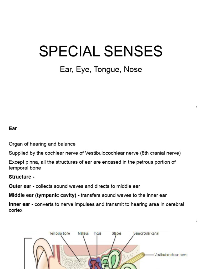 SPECIAL SENSES | PDF | Ear | Auditory System