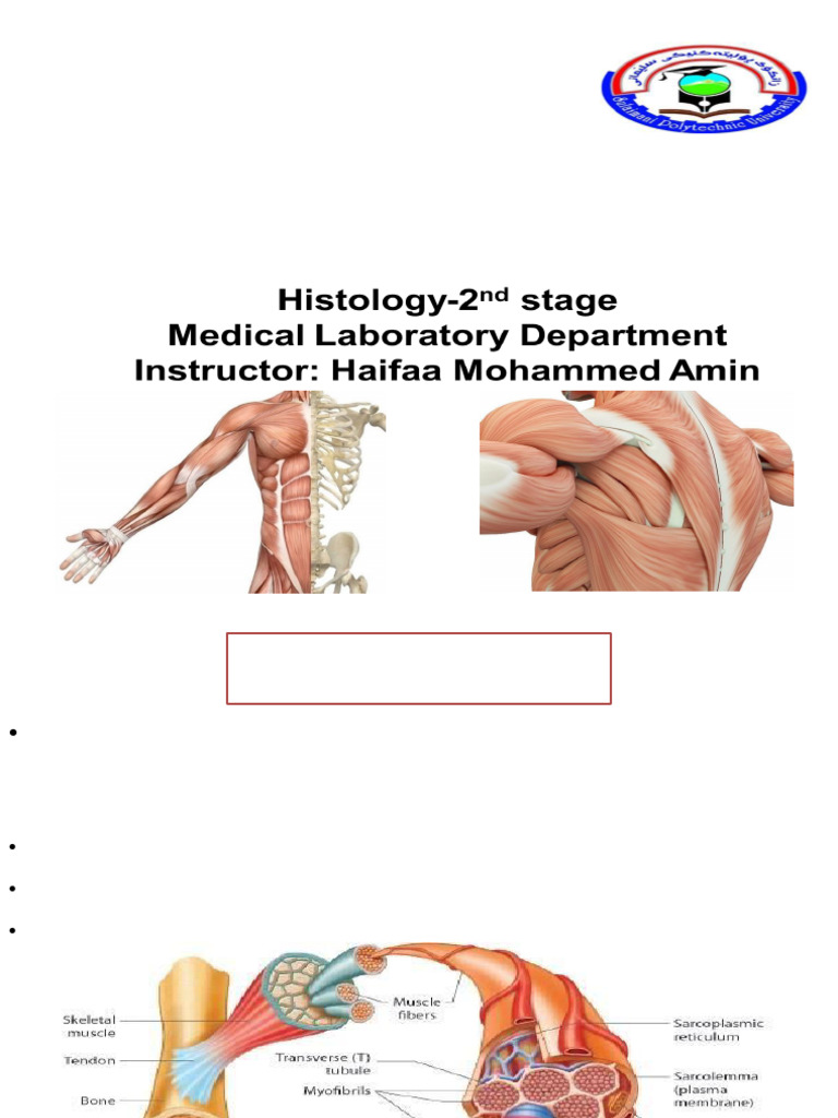 Muscle Practical(Histology) | PDF | Skeletal Muscle | Muscle