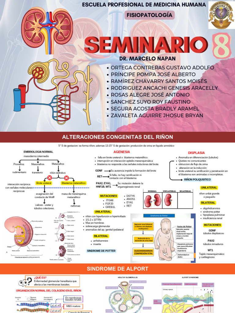 CC y Seminario Semana 09-GRUPO E Y F (1) | PDF | Riñón | Inflamación