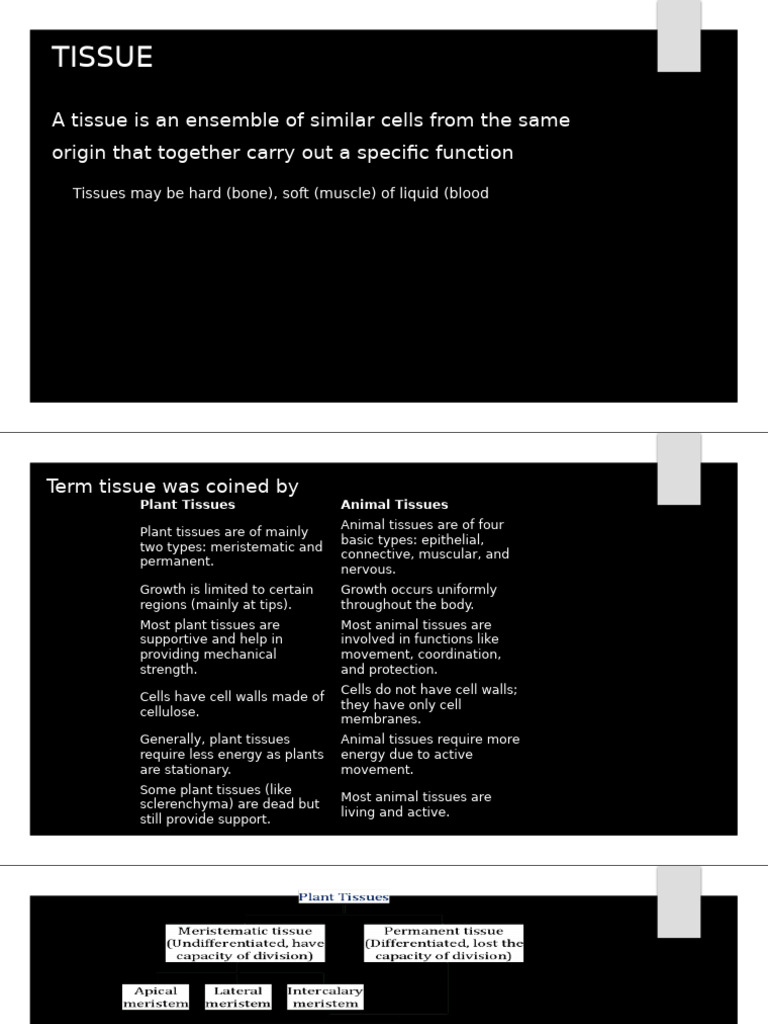 Tissue Class 9 Chapter | PDF | Tissue (Biology) | Epithelium