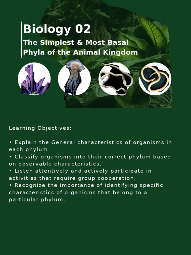 Phylum Ppt 1 | PDF
