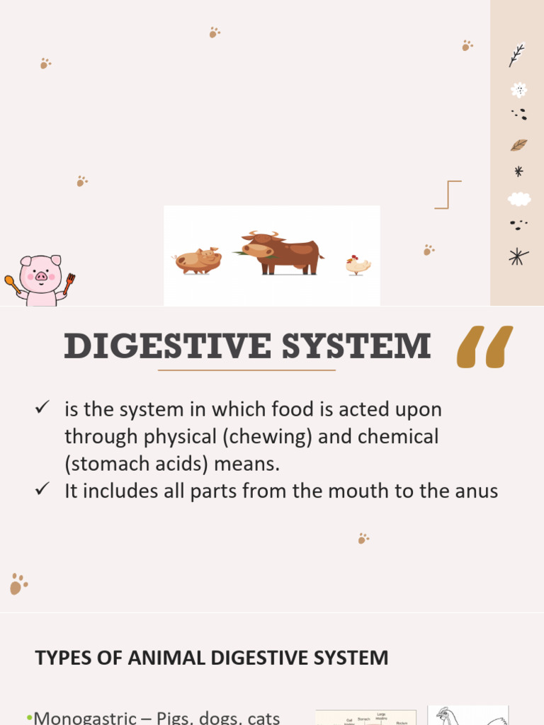 Digestive System of Farm Animals | PDF | Digestion | Human Digestive System