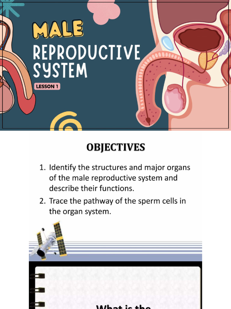 Male-Reproductive-Sytem-1.pptx 20260106 211601 0000 | PDF