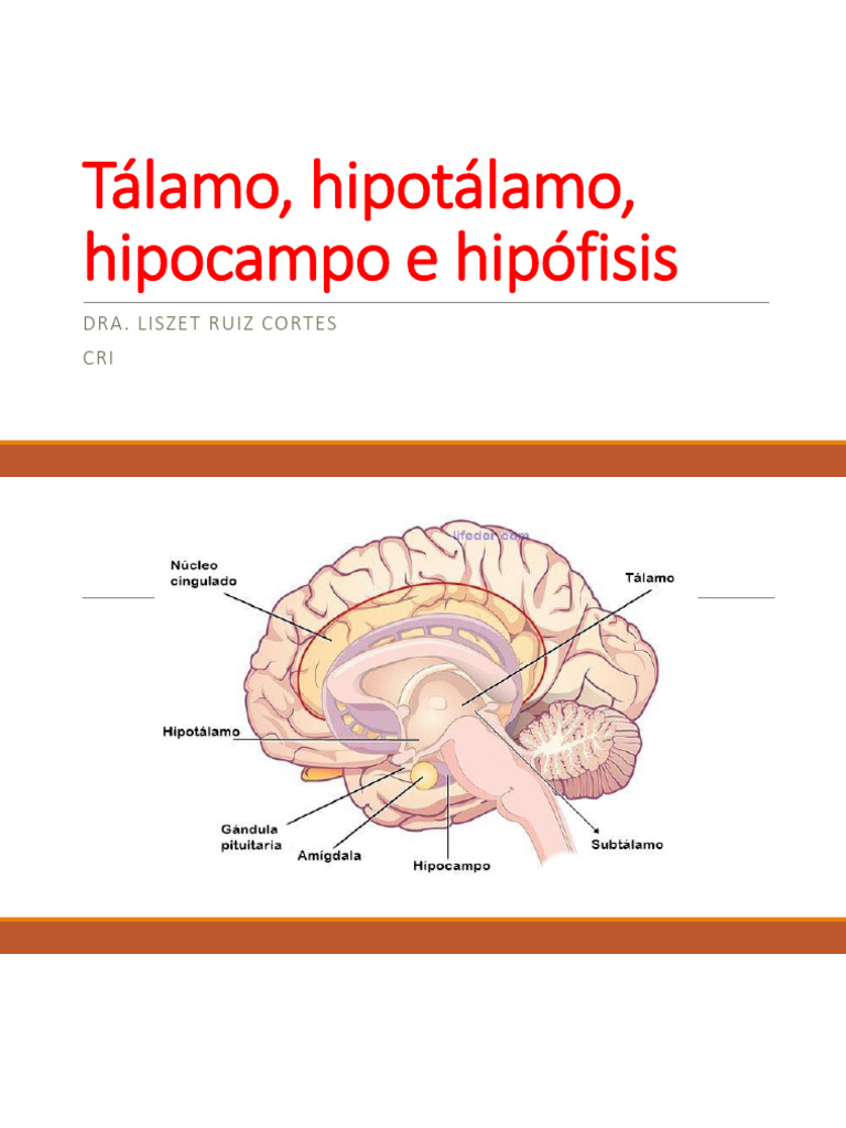 Talamo, Hipoptalamo e Hipocampo 2025 | PDF | Hipotálamo | Cerebro