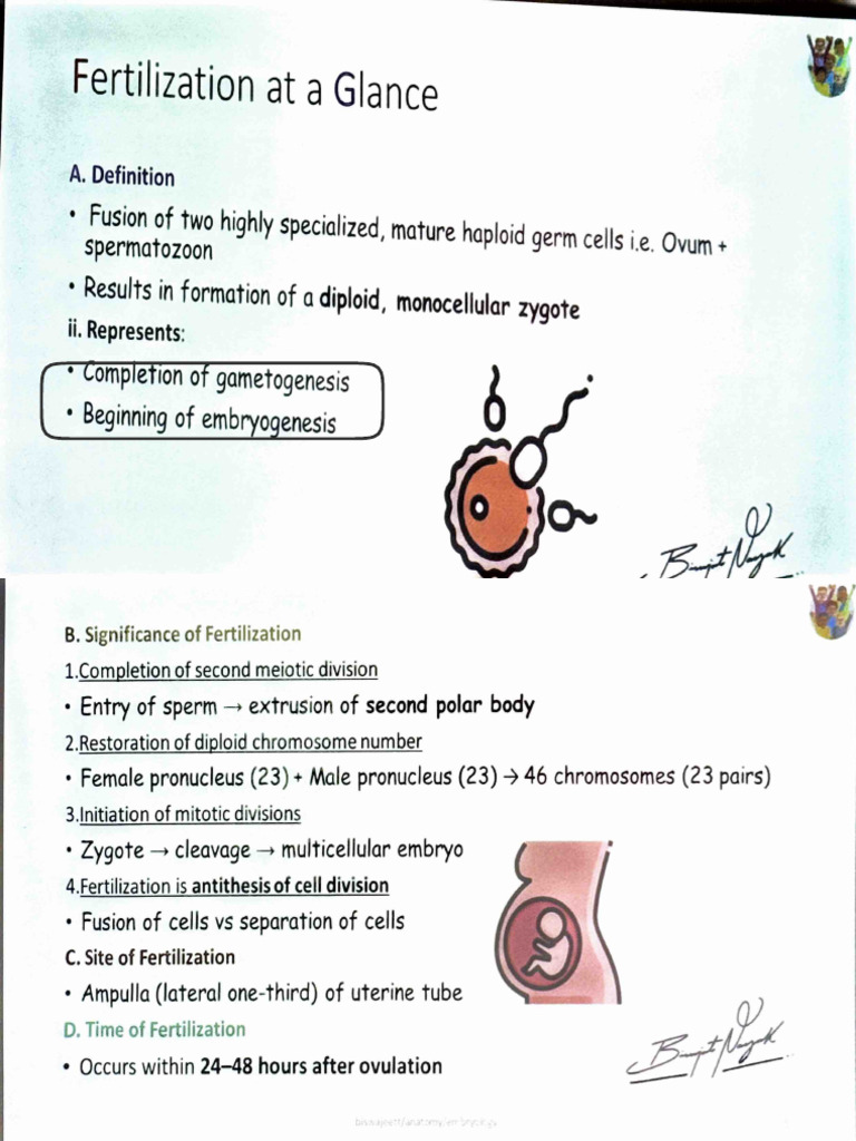 Fertilization General Anatomy | PDF