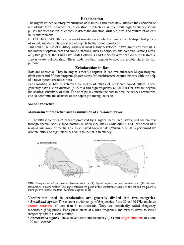Imp, Echolocation in bat and cetacea | PDF | Frequency Modulation | Whales