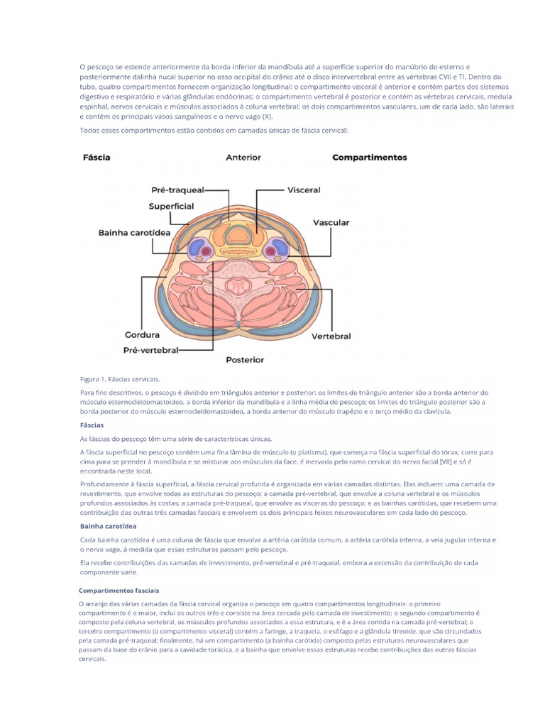 Anatomia Cervical | PDF