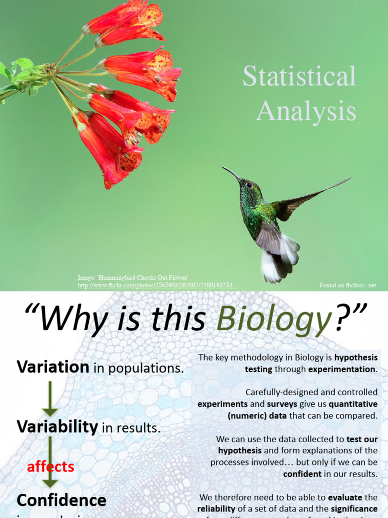 Review of AP Bio stats.pptx (1) | PDF | Standard Error | Statistics