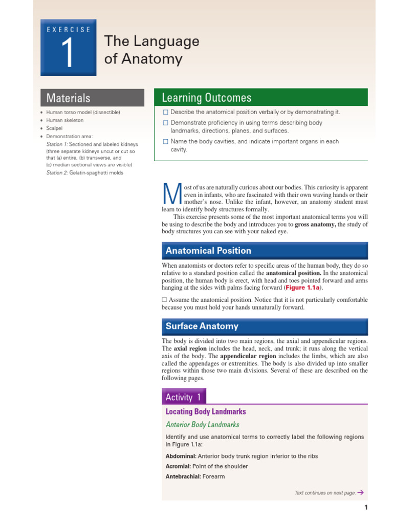 Anatomy Basics: Body Position & Terms | PDF | Anatomical Terms Of ...