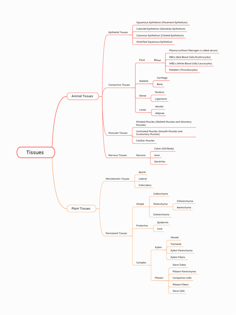Mind Map_2025112_03811 | PDF | Tissue (Biology) | Epithelium
