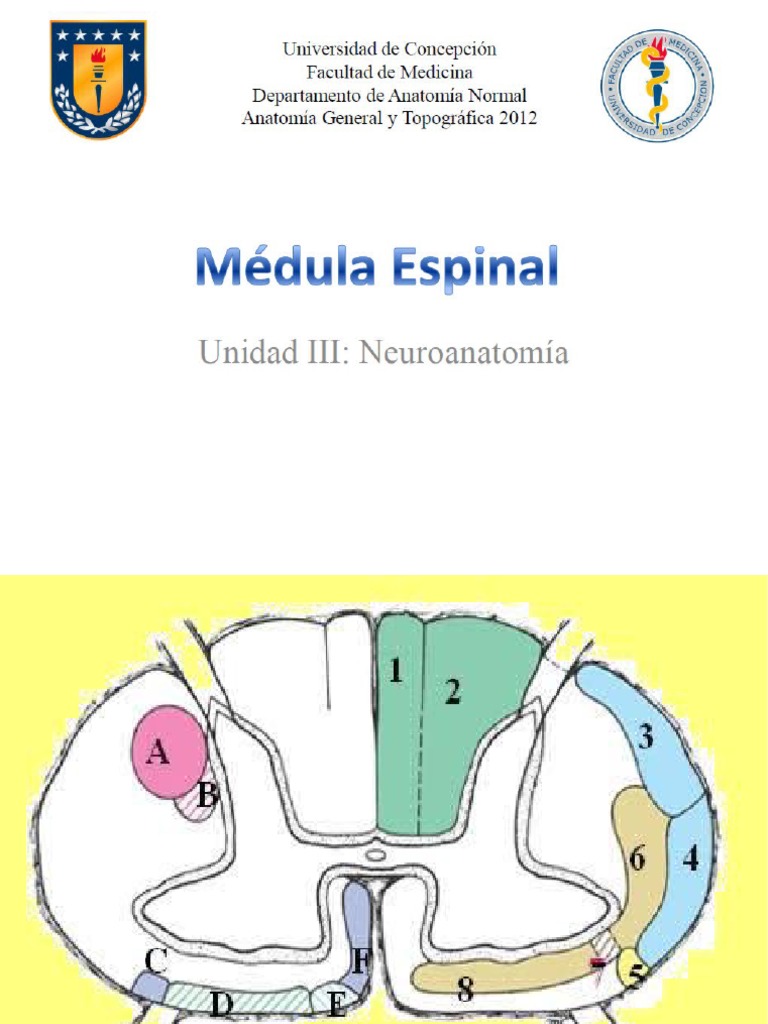 Médula Espinal - Vías Ascendentes
