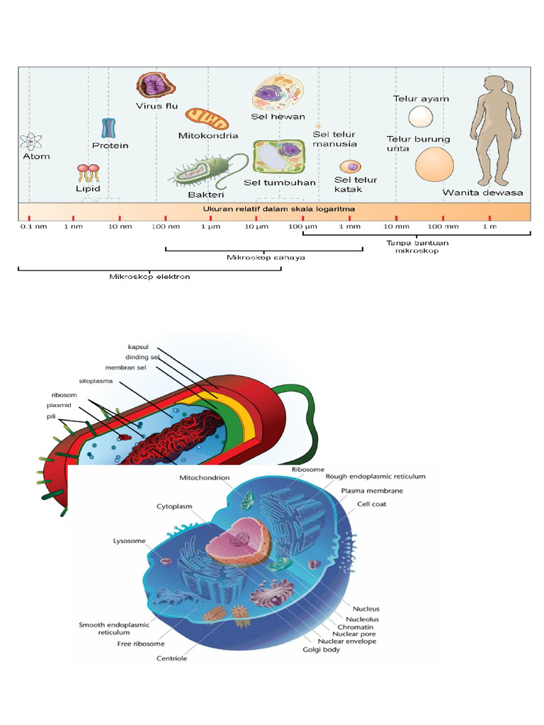 Gambar Sel | PDF