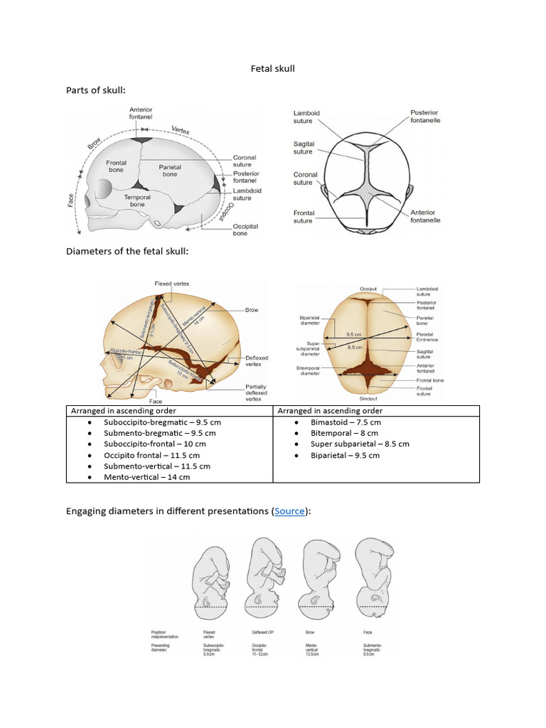Fetal Skull Anatomy and Delivery Mechanics | PDF | Childbirth | Pelvis