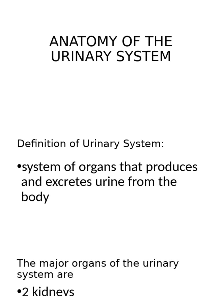 Anatomy of The Urinary System | PDF | Kidney | Urination