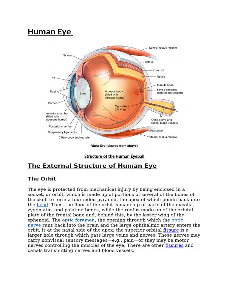 Anatomy of the Human Eye Explained | PDF | Retina | Eye