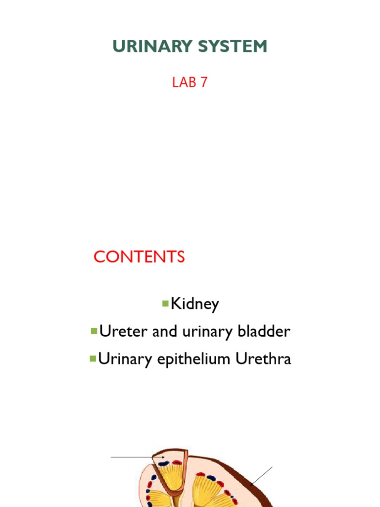 Lab 7- Urinary Sys. | PDF