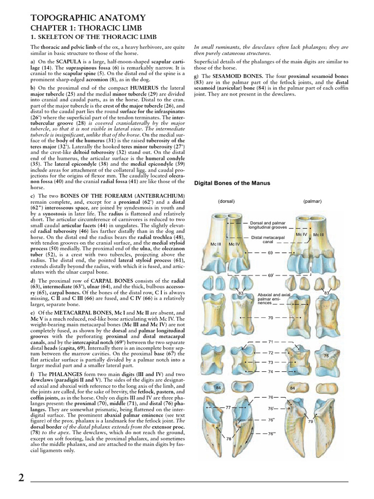 000000000000000 | PDF | Arm | Anatomical Terms Of Location