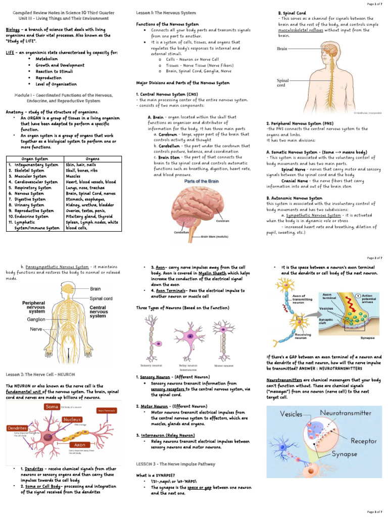 Biology Review: Nervous & Endocrine Systems | PDF | Menstrual Cycle ...