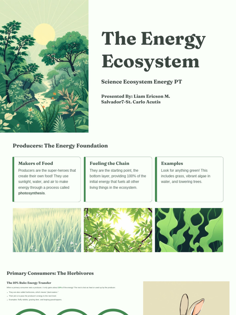 Energy Flow in Ecosystems Explained | PDF