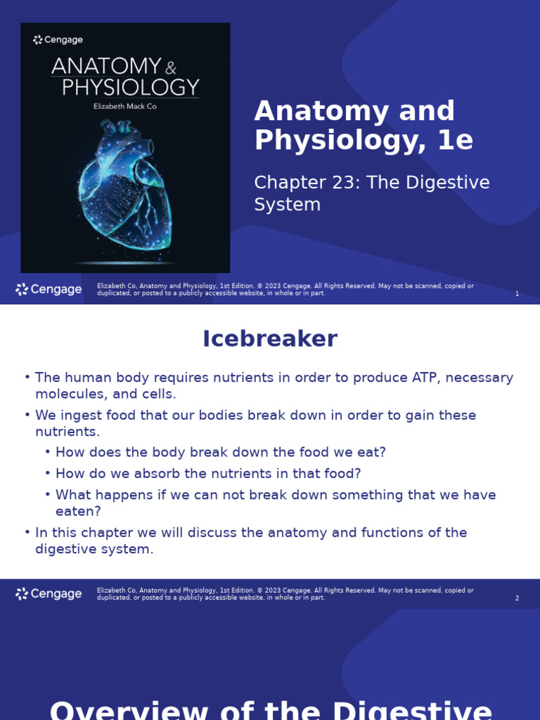 Chapter 23 Digestive System | PDF | Peritoneum | Stomach