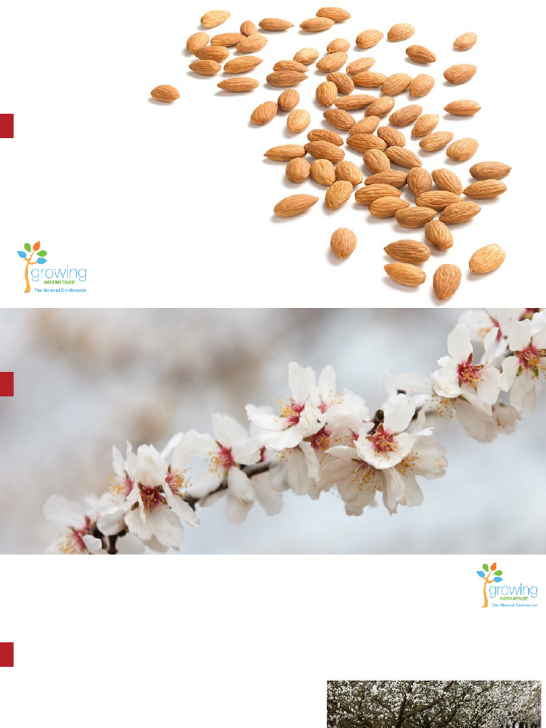 2021-07-13 How Does an Almond Tree Grow | PDF | Root | Soil