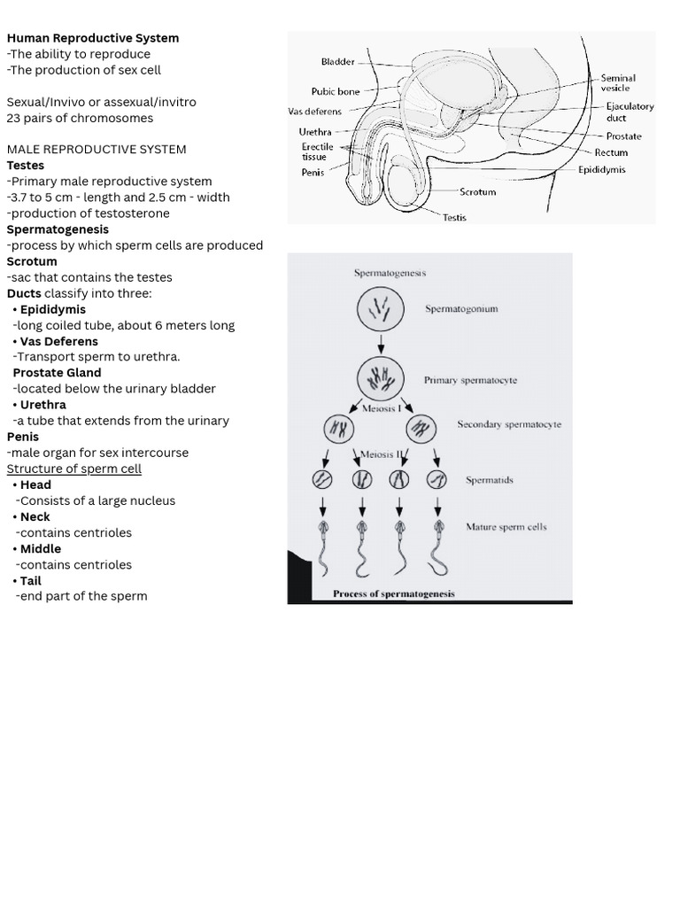 Overview of Human Reproductive System | PDF