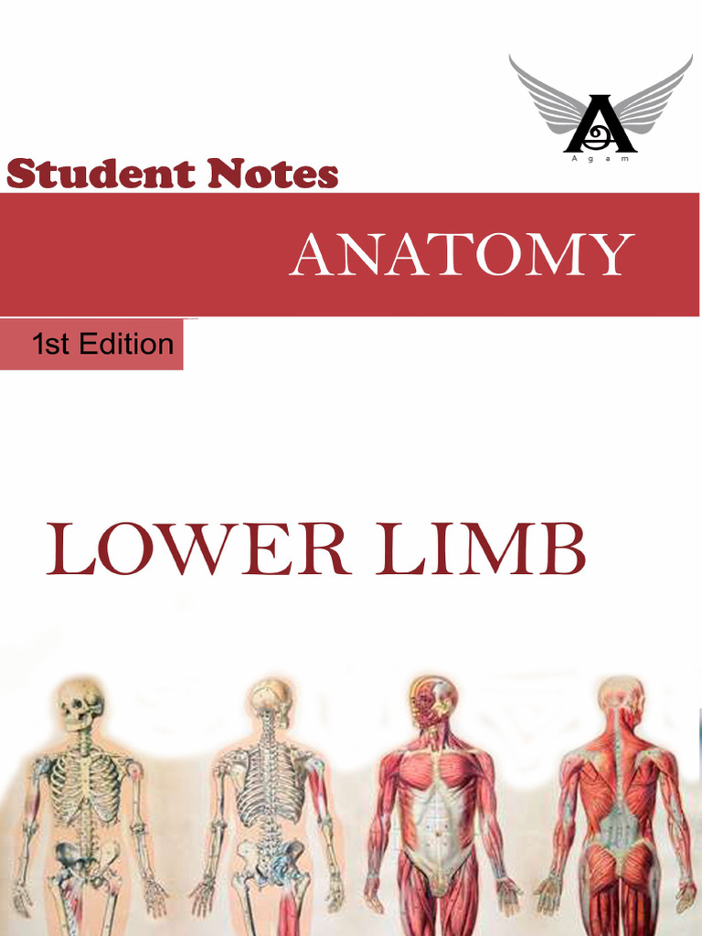 lower limb notes | PDF | Knee | Human Leg
