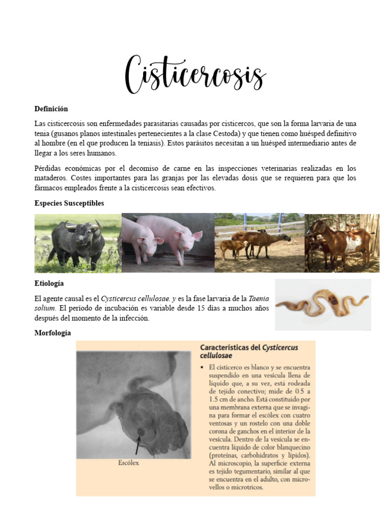 Cisticercosis Tema 3 | PDF