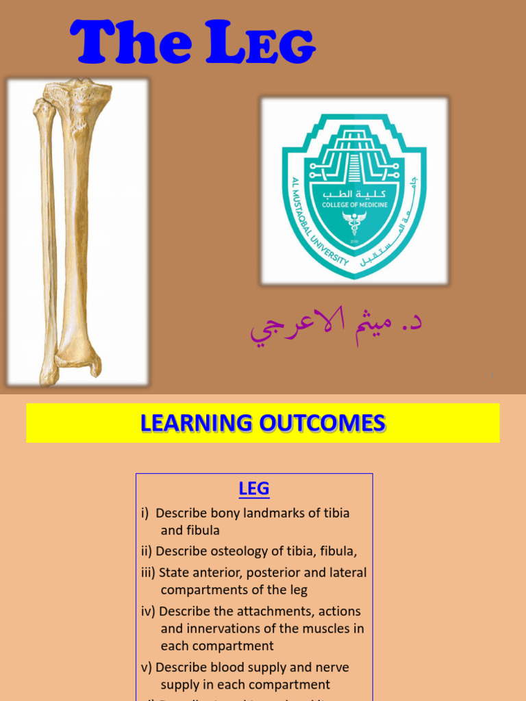 The Leg ,Dr.maythum | PDF | Human Leg | Foot