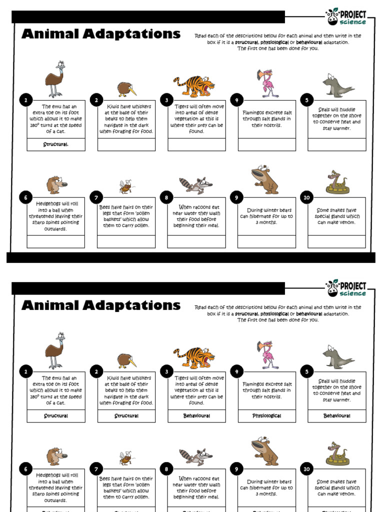 Animal Adaptations Activity Sheet | PDF | Zoology