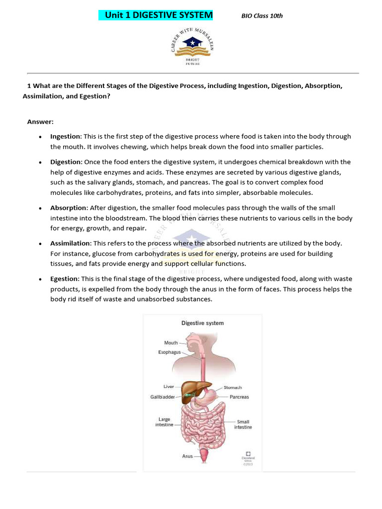 Digestive System Overview for Class 10 | PDF | Digestion | Human ...