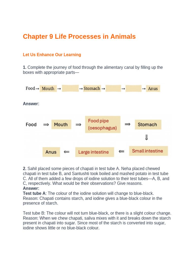c7 Ch 9 Life Processes in Animals (1) | PDF | Breathing | Respiratory ...