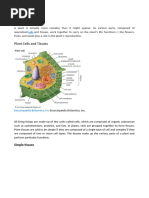 Celery Anatomy: Microscopic Overview | PDF