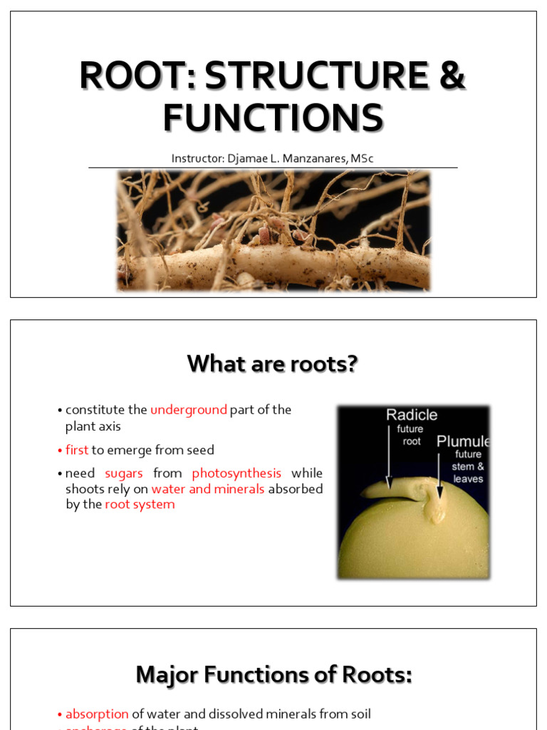 Understanding Plant Root Structure & Functions | PDF | Root | Tissue ...