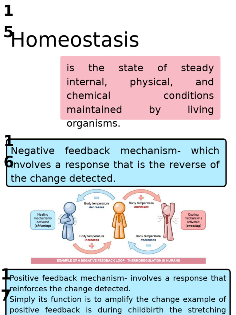 Understanding Homeostasis Mechanisms | PDF