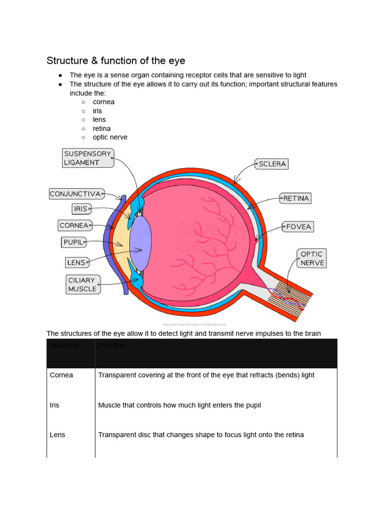 Anatomy and Function of the Eye | PDF | Eye | Retina