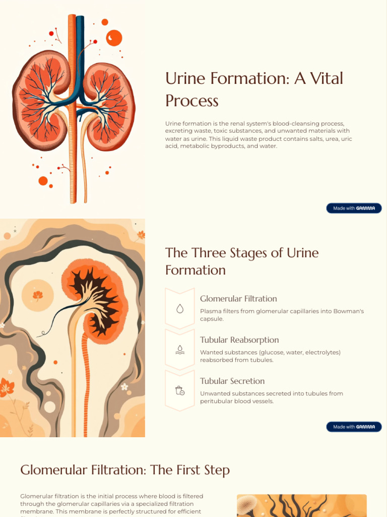 Urine Formation and Kidney Function Explained | PDF | Kidney